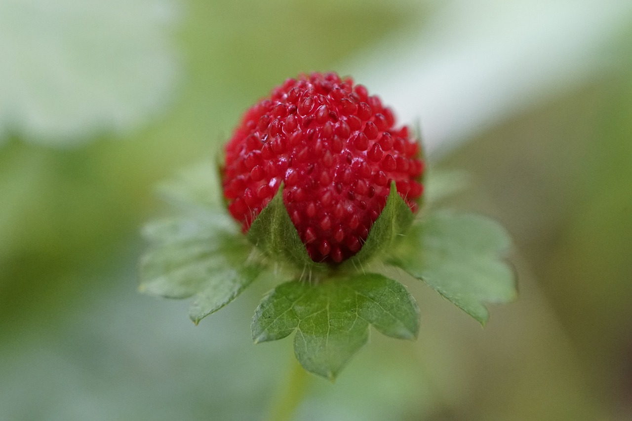 Lesní jahoda - pracovní list - Víra pro děti